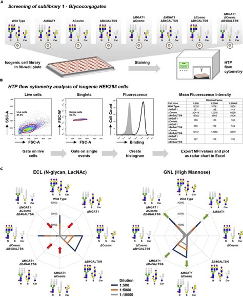 Cell Based Glycan Arrays—a Practical Guide To Dissect The Human Glycome Pmc