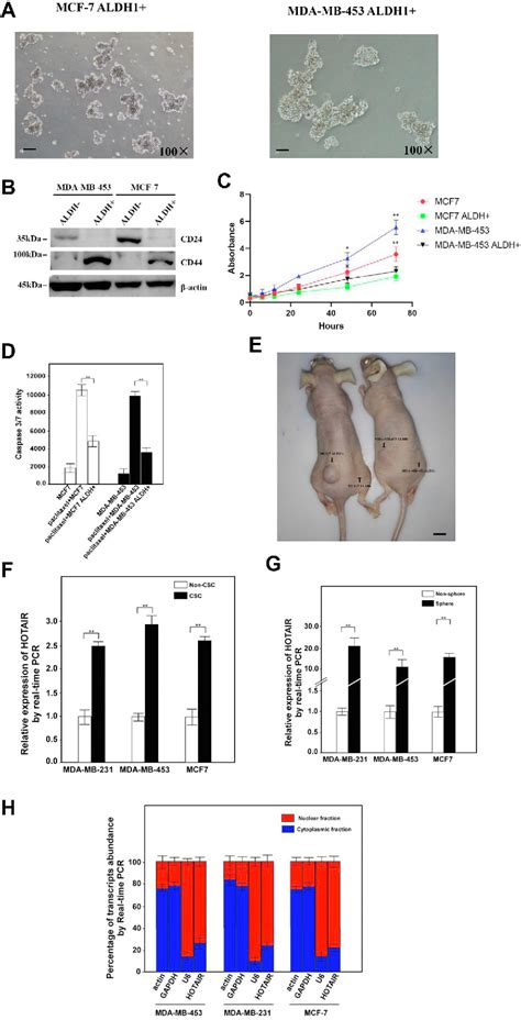 figure 1 from long noncoding rna hotair regulates the stemness of
