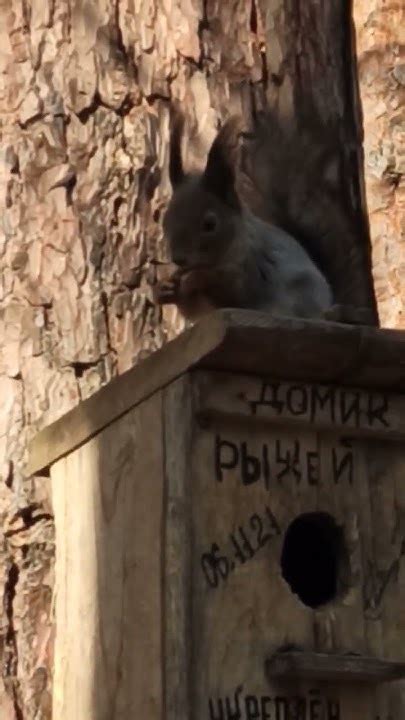 БЕЛКИН ЗАВТРАК ПОД ПЕНИЕ ПТИЦ Youtube