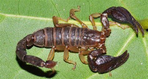 The Scorpion Files Newsblog A New Species Of Didymocentrus From The Lesser Antillean Island Of