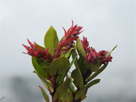 23 Wallpaper Bunga Edelweis Gambar Bunga Indah