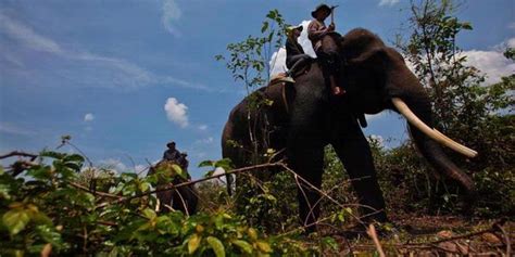 Evolusi Gajah Butuh Juta Generasi Visi Kerajaan Allah Isme