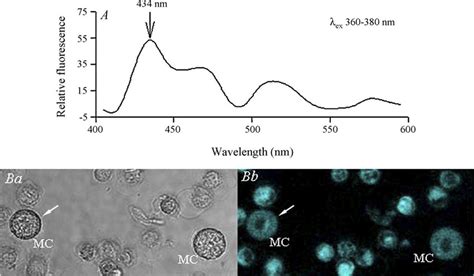 Subcellular Localization And Spectral Features Of The Uva Responsive