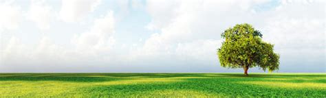 Peek That Sea Turtle LinkedIn Background Get Some Inspiration