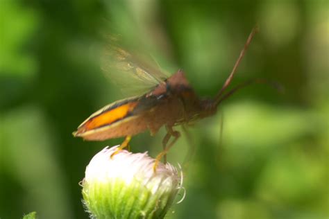 ハリカメムシ Cletus Punctiger