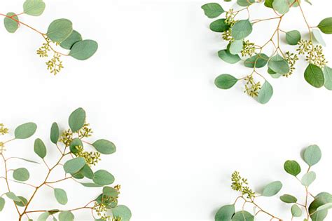 유칼립투스 포퓰러스 잎으로 만든 프레임 테두리와 흰 배경에 열매의 형태로 과일 플랫 레이 상단 보기 플로럴 컨셉 0명에 대한 스톡 사진 및 기타 이미지 Istock