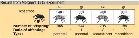 Calculating Recombination Frequency Biology Practice Albert