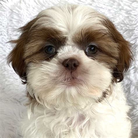 Shih Tzu Puppy For Sale Heavenly Puppies