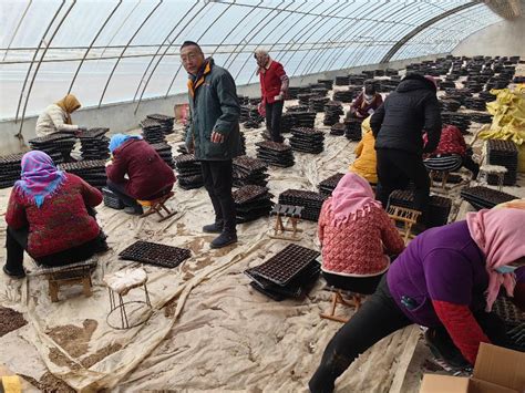 甘肃灵台：下好集约化育苗“先手棋” 把好蔬菜生产首道关工作种苗品种