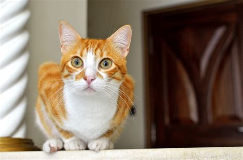 무료 이미지 빨간 고양이 줄무늬 고양이 자연광 고양이 같은 남성 성인 City Cat Tame Cat 혼자 깨끗한 고요한 단 적당한 지적인