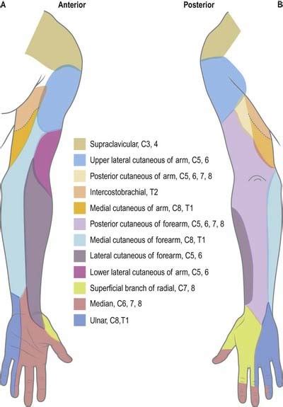 Dermatomes Anatomy Of The Brachial Plexus Medical 445