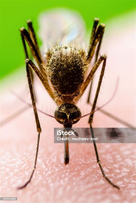 지카는 녹색 배경에 모기 에 물린 감염 리슈만마비 뇌염 황열병 뎅기열 말라리아 질환 마야로 또는 지카 바이러스 전염성 컬렉스 모기 기생충 곤충 매크로 0명에 대한 스톡 사진