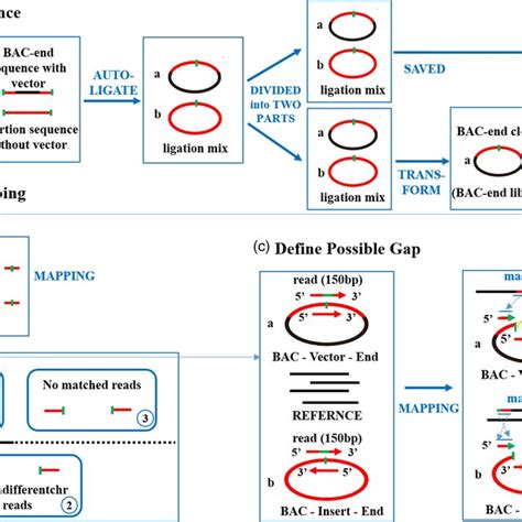 the pipelines of bac end libraries and bac‐anchor analysis a the