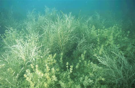 Hyperspectral Images Reveal The Extent Of Submerged Vegetation