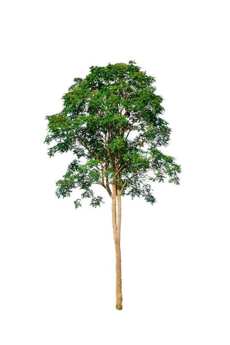 Tree On A White Isolated Background Applied To Advertising Design Or Decoration Stock Image