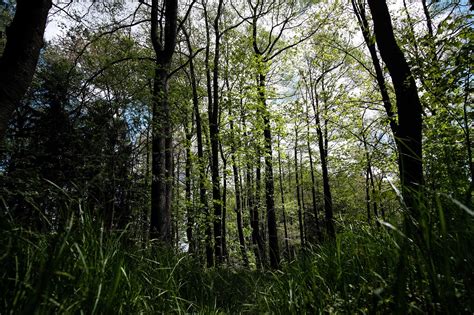 나무 숲 환상적인 Pixabay의 무료 사진 Pixabay