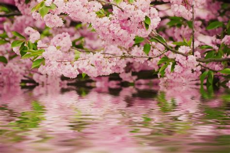 Sakura Dönemi - Blog