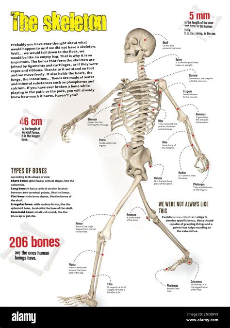 Infographic Of The Human Skeleton And Types Of Bones [adobe Indesign Indd 2480x3307] Stock