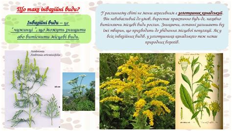 Презентація Природні скарби України Пізнаємо природу 5 клас НУШ Презентація Пізнаємо