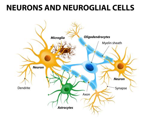 Aberrant Astrocytes May Lead To Parkinson S Other Diseases