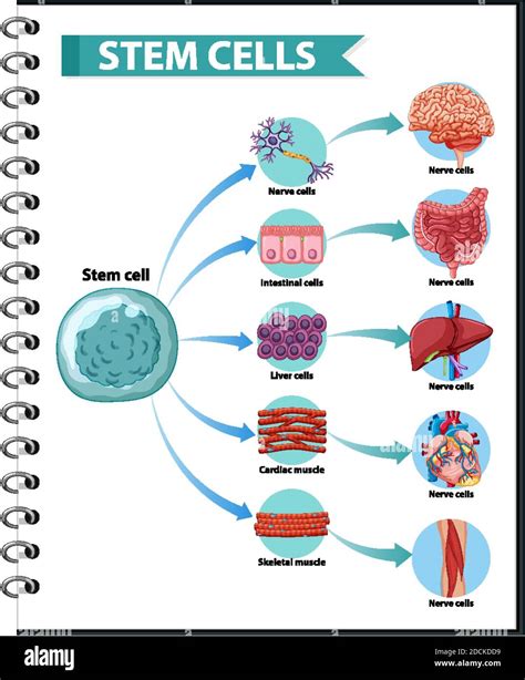 Undifferentiated Cells Cut Out Stock Images And Pictures Alamy