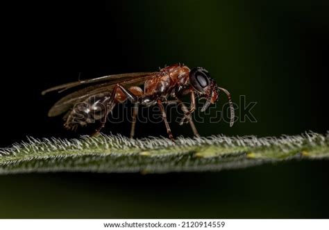Adult Twig Queen Ant Genus Pseudomyrmex Stock Photo Shutterstock