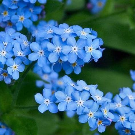 Chinese Forget Me Not Etsy
