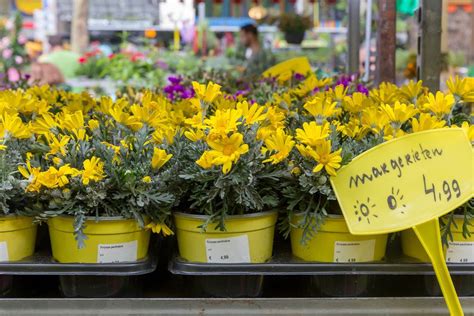 Gelbe Margeriten Creative Commons Bilder