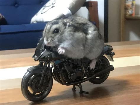 おかしな動物, かわいいネズミ, かわいいハムスター