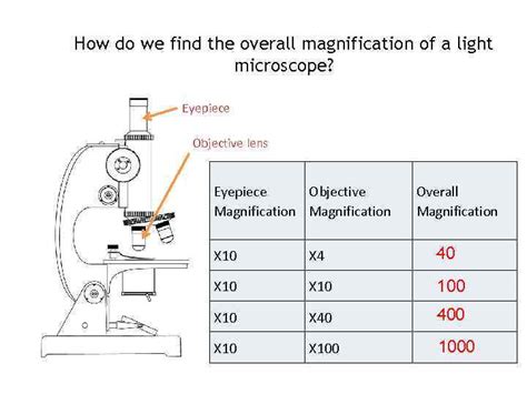 Cell Size Microscope Measurement How Big Is