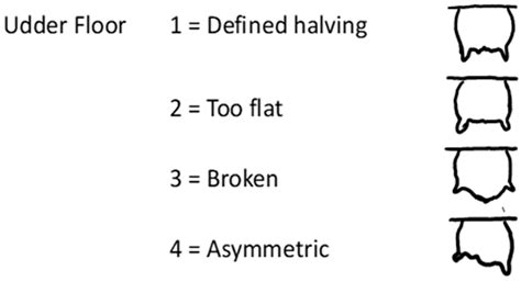 Use Of A Visual Scoring System To Assess External Udder Conformation