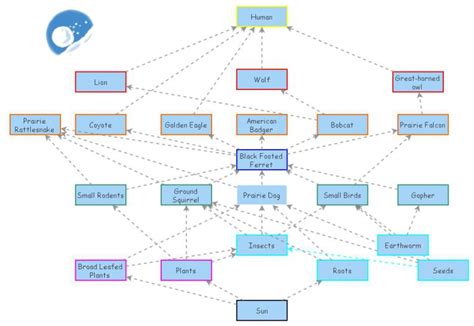 Clone Of Black Footed Ferret Food Web Insight Maker