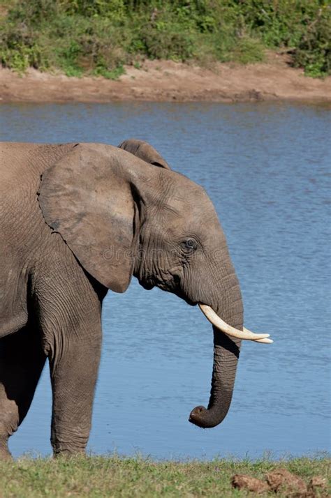 Grande Pênis Ereto Do Elefante Africano Com Waterhole No Fundo