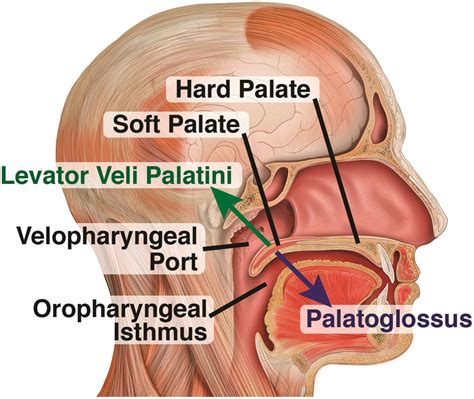 Muscles Of The Soft Palate Function