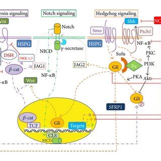 Model of crosstalk between hedgehog signaling Wnt β catenin signaling Download Scientific