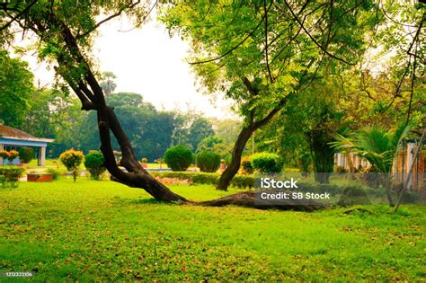 비뚤어진 숲 환경에서 땅에 누워 나무 줄기에 날카로운 곡선토양 크리프 타락 나무 굽는 줄기 뿌리는 햇빛에서 자라는 태양쪽으로 구부러져 있습니다 대형에 대한 스톡 사진 및