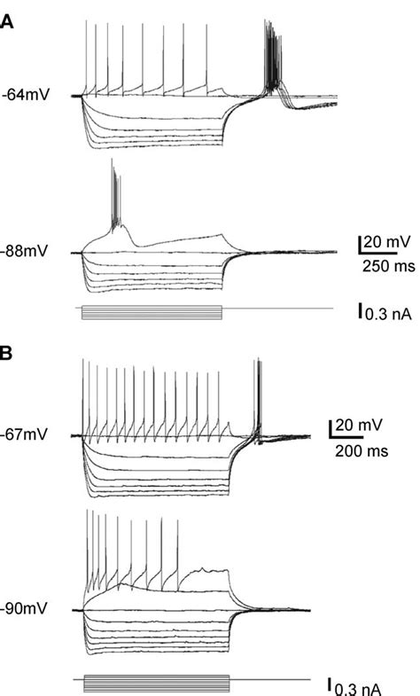 Two Functionally Different Types Of Trn Cells A This Type Is A