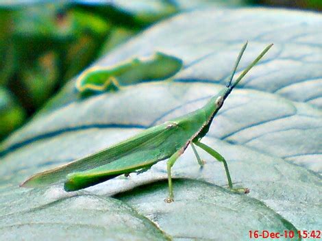 Estiarana Belalang Hijau Vegetable Grasshopper Atractomorpha Crenulata