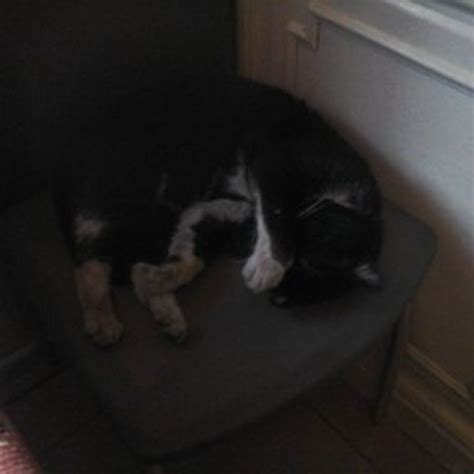 Julia Schellong Youtube