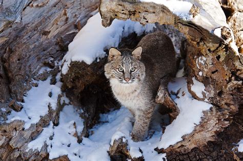 Wildlife Ken Jenkins Photography