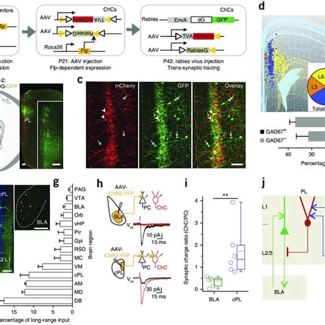 Interneuron Development In The Cortex And Subcortical White Matter Of Interneuron Development In The Cortex And Subcortical White Matter Of