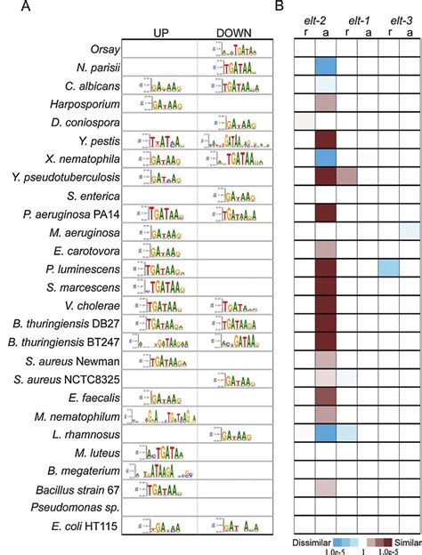 Enriched Gata Motifs And Gata Transcription Factor Target Genes For Download Scientific Diagram