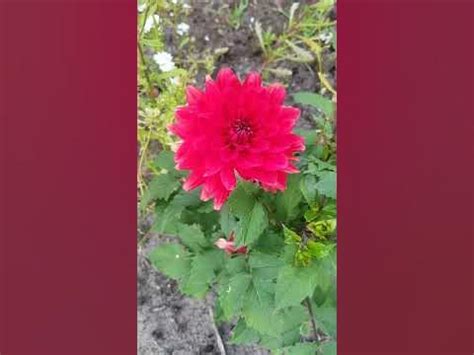 Цветы на картинке и в жизни #георгин Арабская ночь #shorts - YouTube