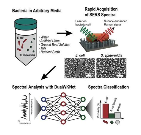 Agritech Insights On Linkedin Revolutionary Machine Learning Method Enhances E Coli Detection