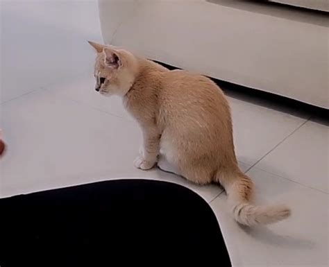 냥냥이 존나 귀엽네 ㅋㅋㅋㅋㅋㅋㅋ 숲 SOOP 에펨코리아