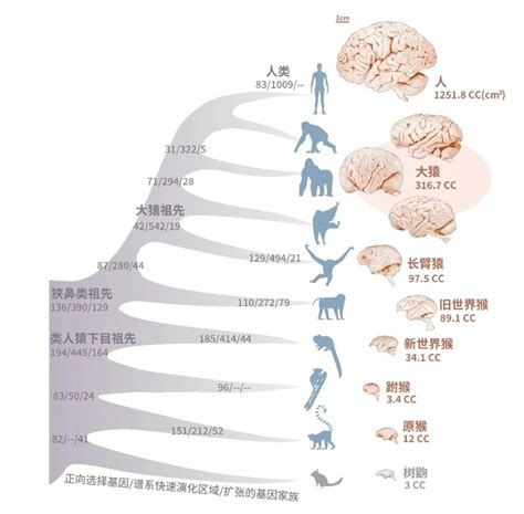 我国学者连发4篇Science论文揭示从灵长类到人类的演化历程 澎湃号湃客 澎湃新闻 The Paper