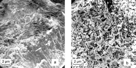 Figure 1 From Application Of Scanning Electron Microscopy In Catalysis