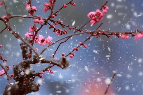 雪梅诗配画简单又好看 雪梅图片简笔画 凉州词诗配画 大山谷图库