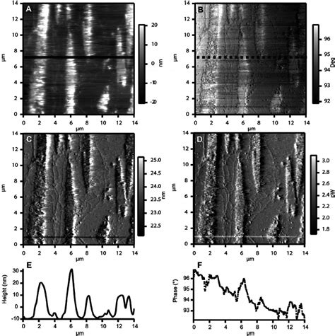 A 15 ␮ M 2 Image Of An Rmscs Acquired By Dynamic Mode Afm ͑ A ͒ Height