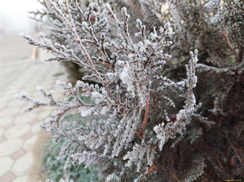 Обои Природа Листья обои для рабочего стола фотографии природа